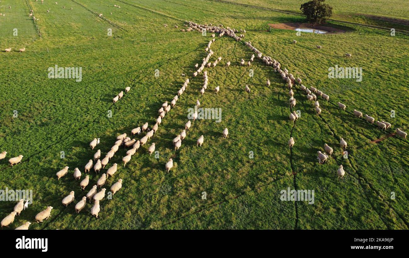 A beautiful aerial view of a group of sheep walking in lines in a farm ...