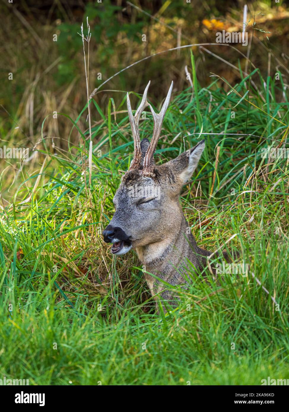 Roe Deer Buck Head in Grass Stock Photo - Alamy