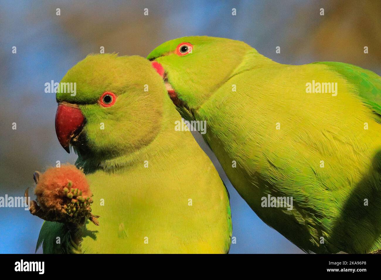 London, UK. 01st Nov, 2022. A pair of loved up rose-ringed parakeet ...