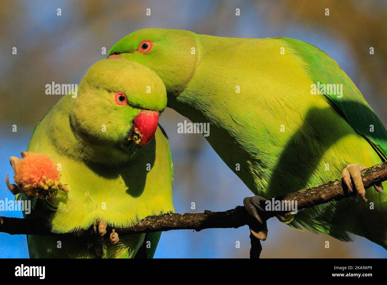 London, UK. 01st Nov, 2022. A pair of loved up rose-ringed parakeet ...