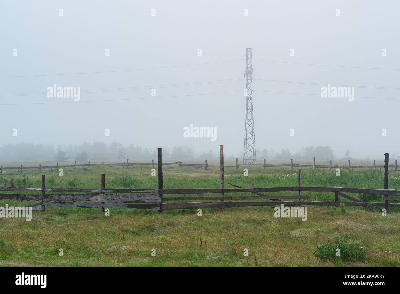 rural landscape, cattle paddock on a foggy pasture Stock Photo - Alamy