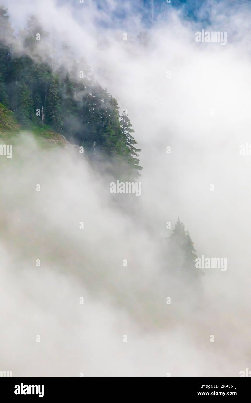 Zen-like low clouds and trees viewed from Evergreen Mountain Lookout ...