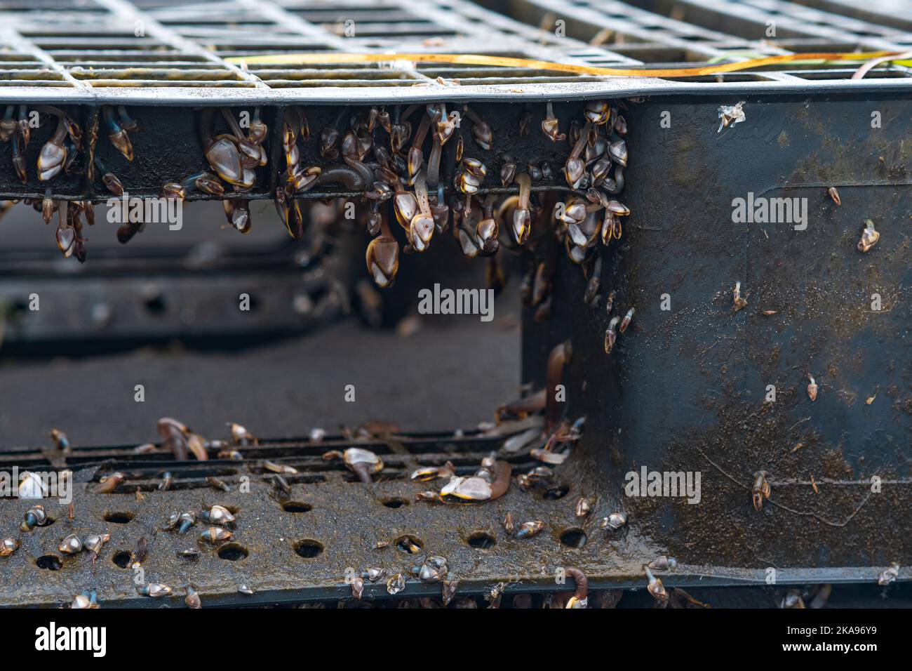 colony of young brachiopods, biofouling on marine anthropogenic debris ...
