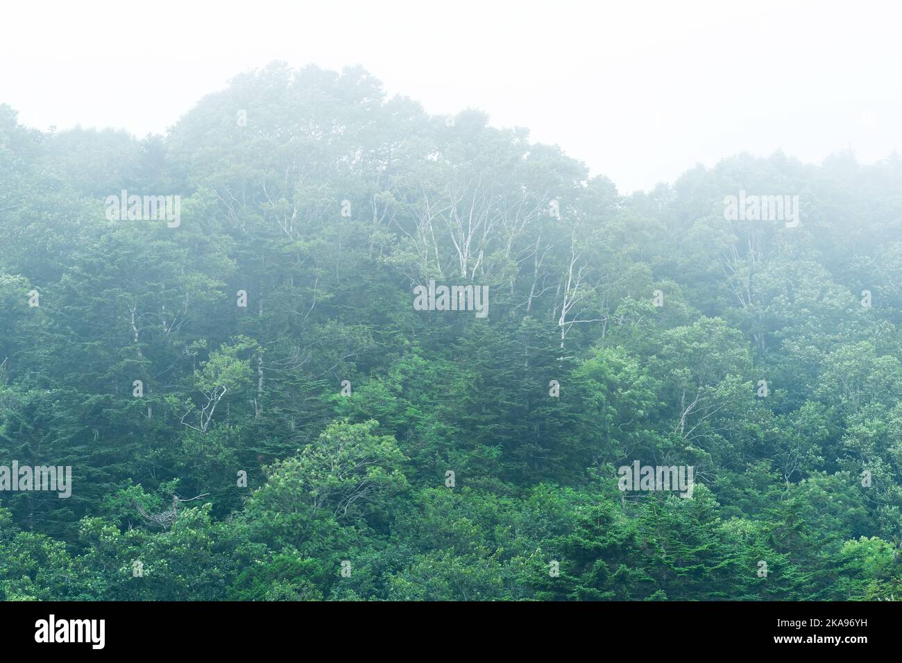 foggy mountain forest on the slope of the volcano on the island of ...