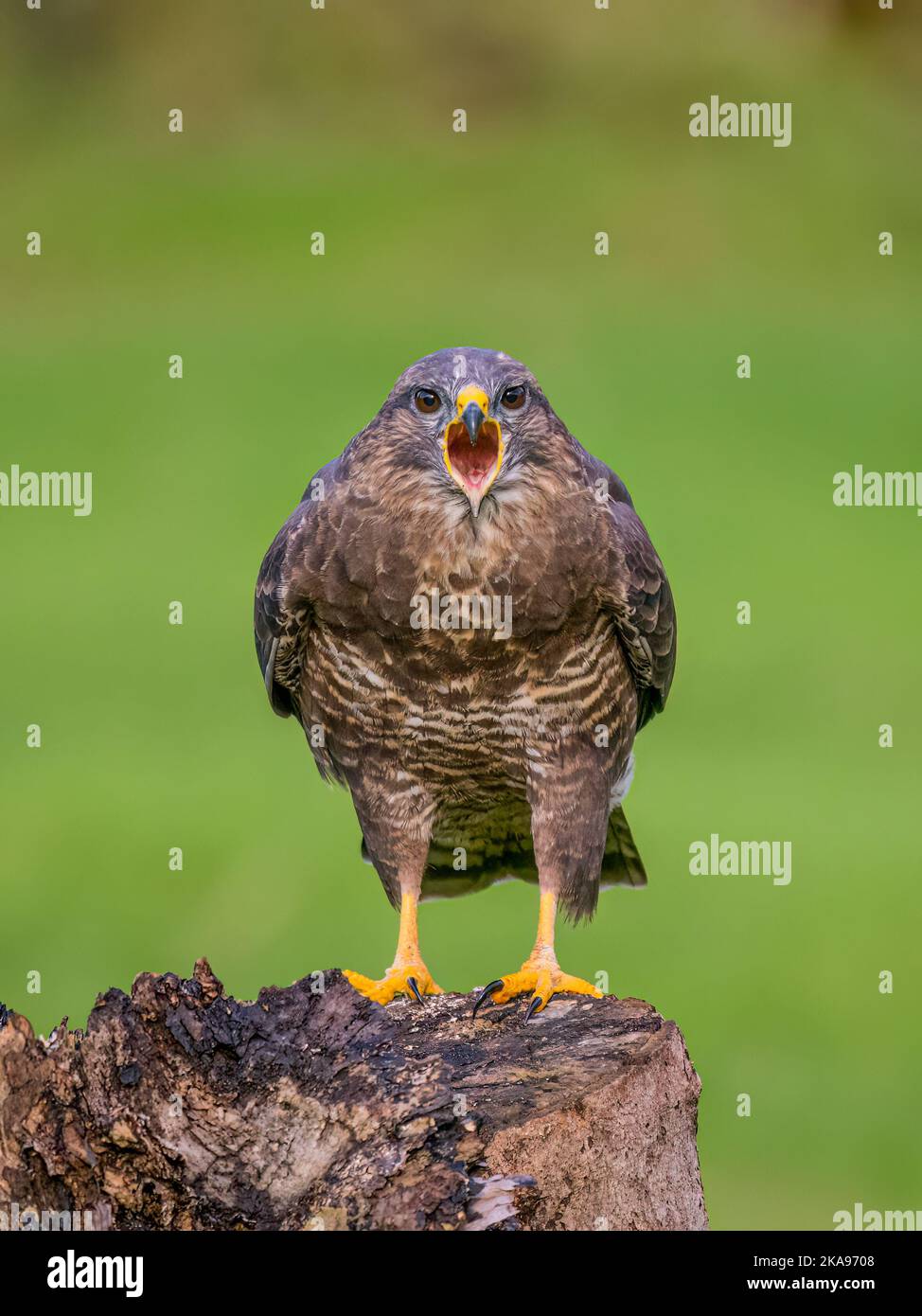 Common buzzard in mid Wales in autumn Stock Photo - Alamy
