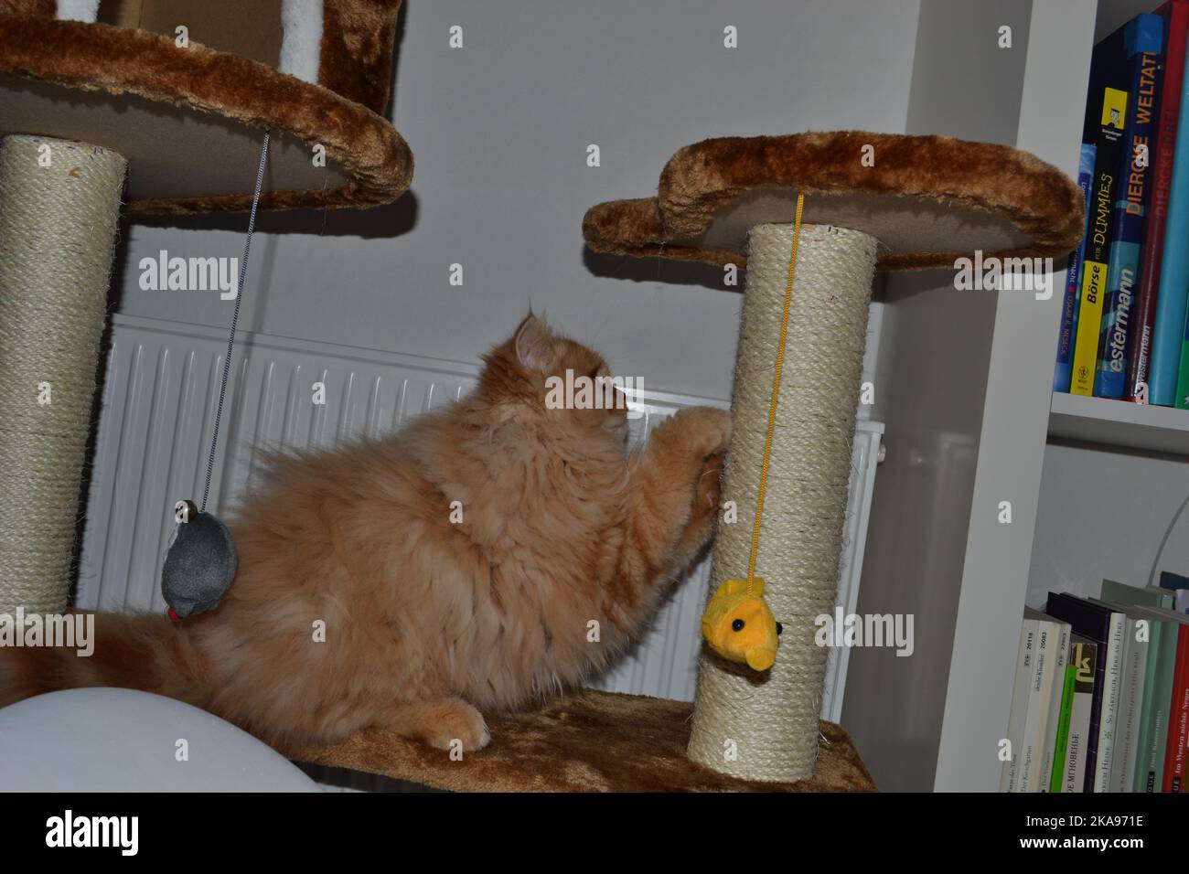 Scratching post cat scratches post hi-res stock photography and images ...