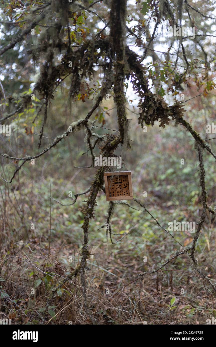 An insect house hanging from a tree branch in a forest Stock Photo - Alamy