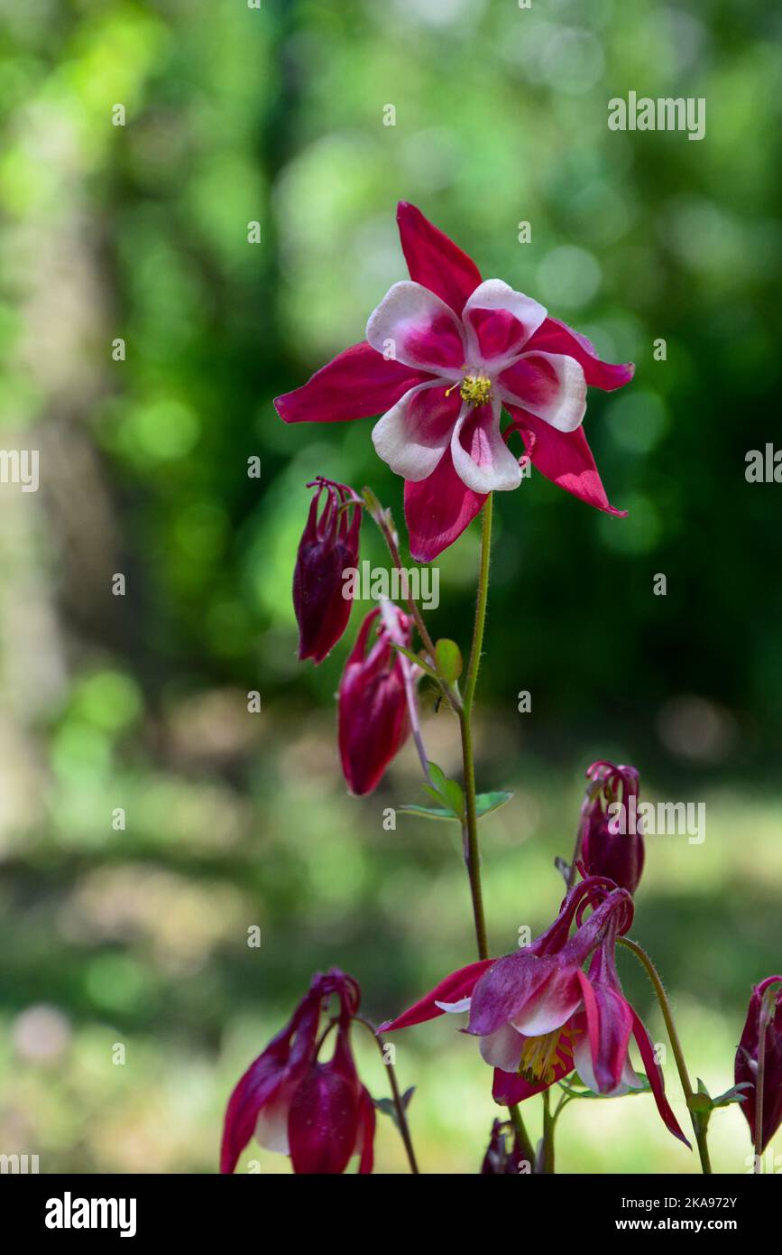 A vertical closeup of the Aquilegia, columbine in the park. Shallow ...