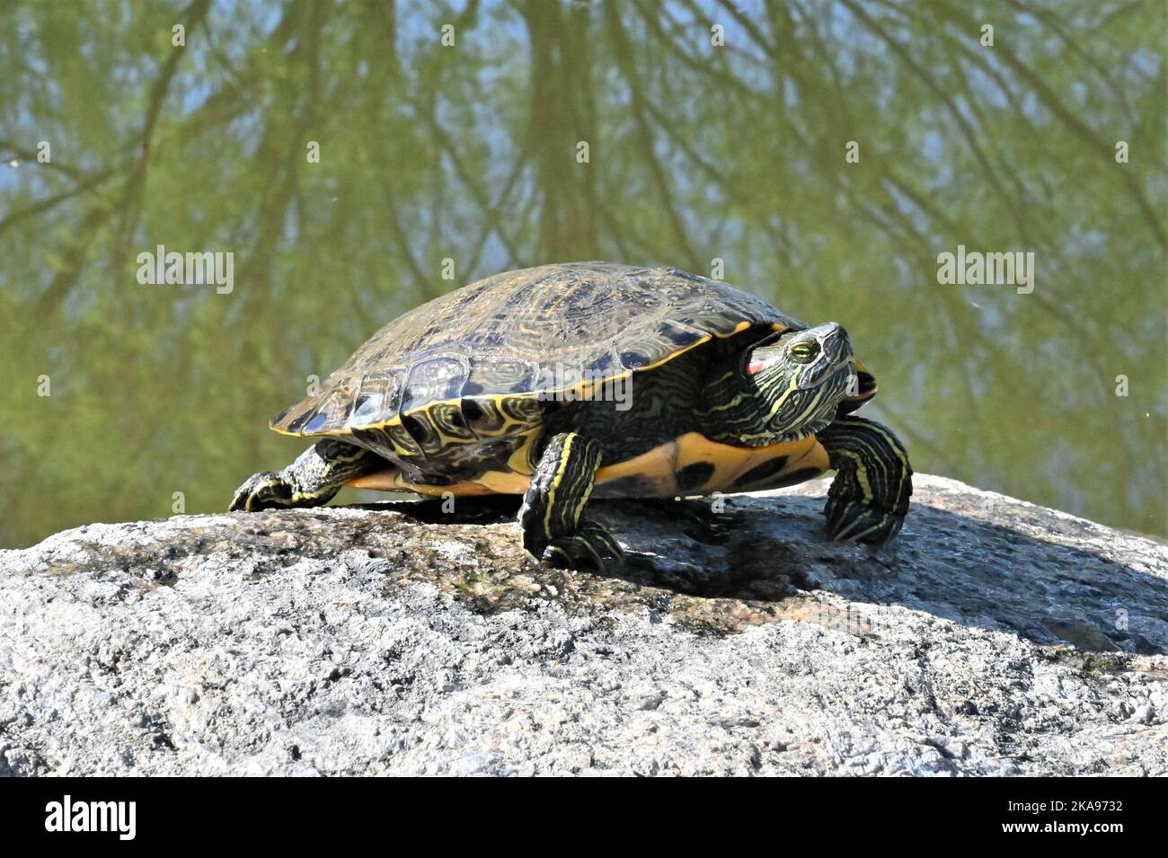 An adorable turtle on a stone basking in the sun Stock Photo - Alamy