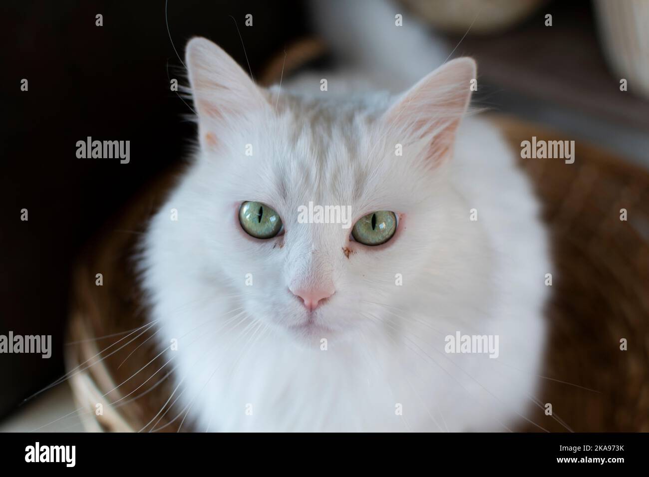 A closeup portrait of a beautiful Turkish Angora Stock Photo - Alamy