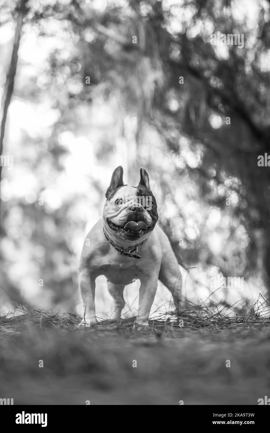 lovely French bulldog play and pose in the forest Stock Photo - Alamy