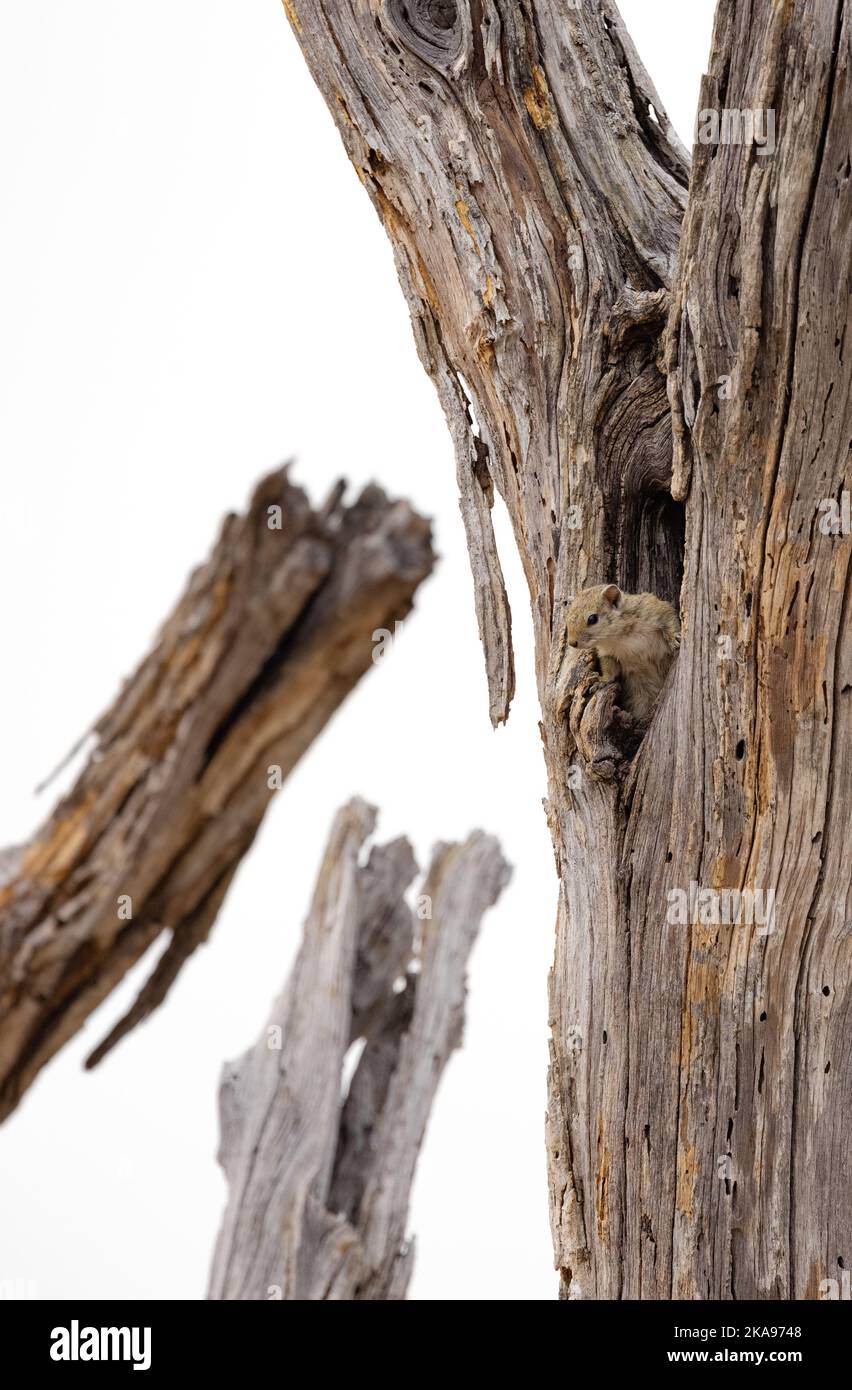 One Smiths Bush Squirrel, or African tree squirrel, Paraxerus cepapi ...