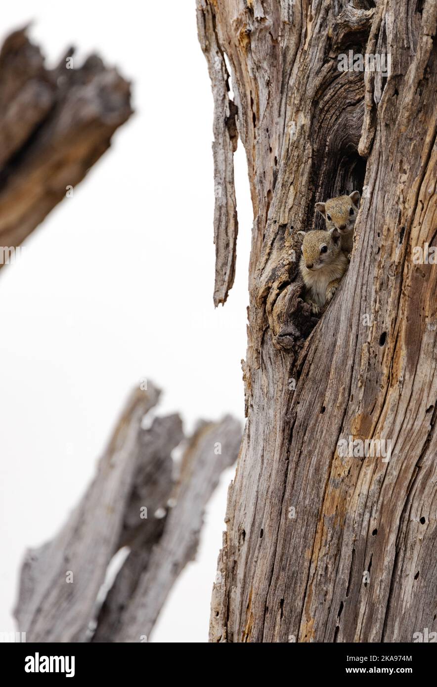 Two Smiths Bush Squirrel, or African tree squirrel, Paraxerus cepapi ...