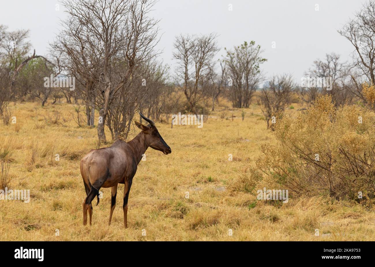 One adult Tsessebe, or Common Tsessebe, antelope, Damaliscus lunatus ...