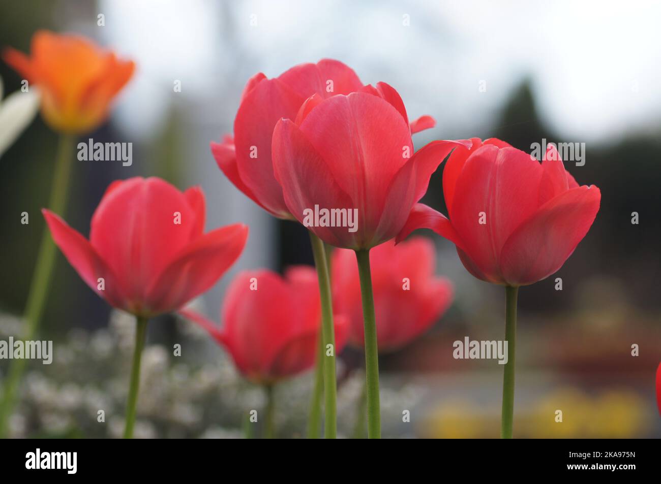 Pink tulips backlit in a front garden in Frankfurt. Colourful with a ...