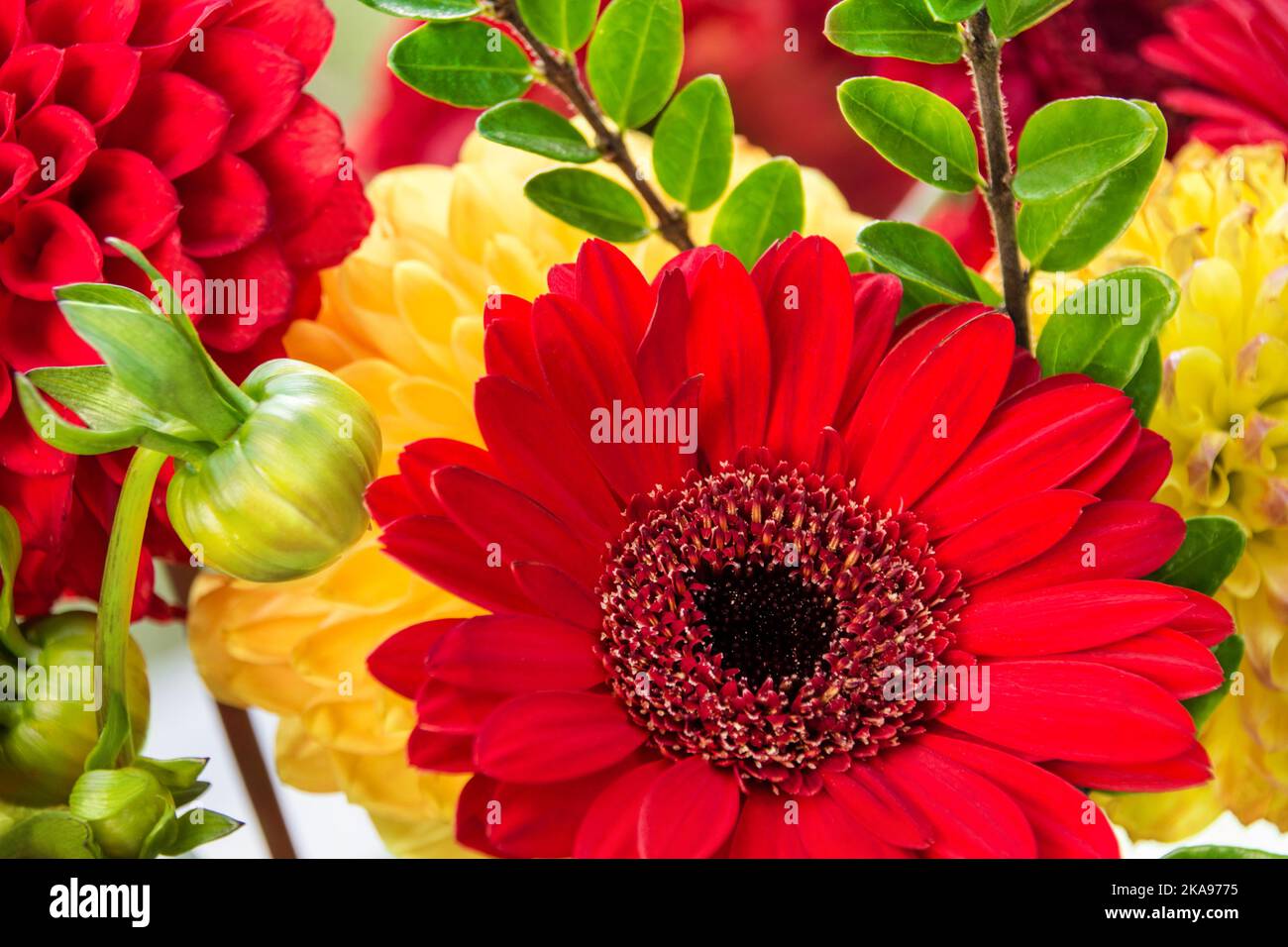 Gelbe und rote karte hi-res stock photography and images - Alamy