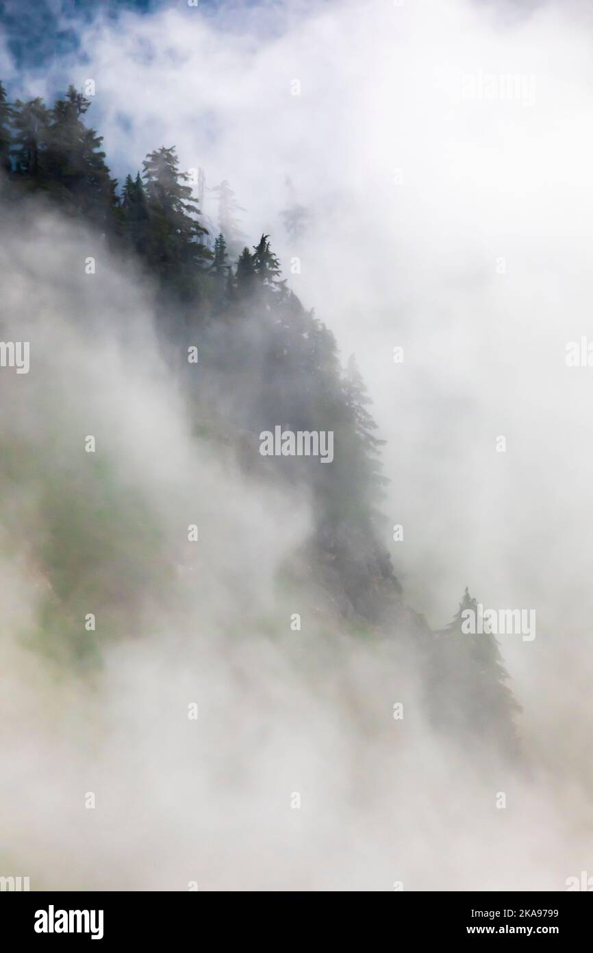 Zen-like low clouds and trees viewed from Evergreen Mountain Lookout ...