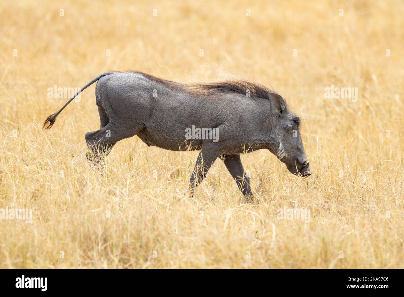 Common Warthog, Phacochoerus africanus, One adult warthog, side view ...