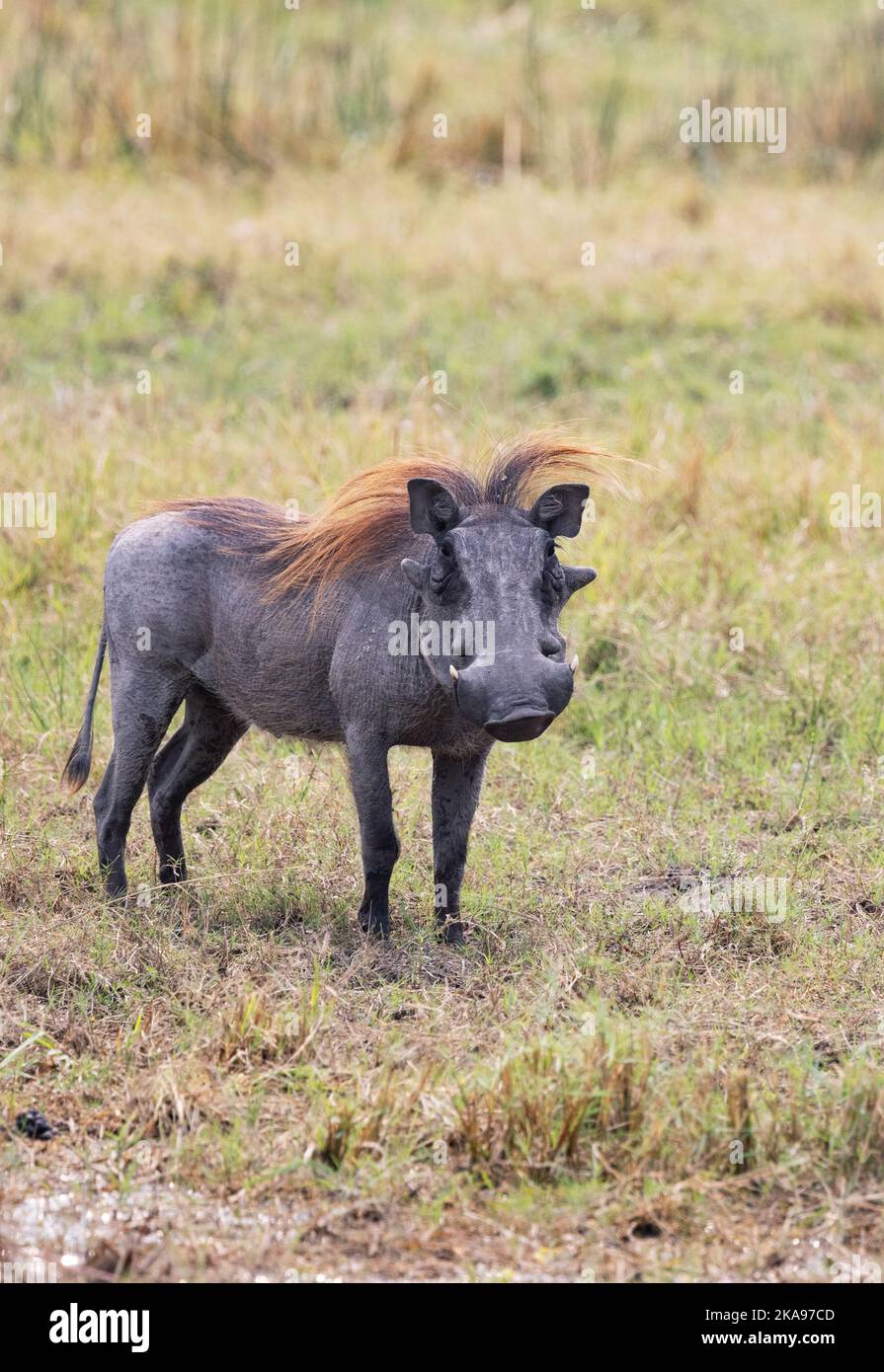 Common Warthog, Phacochoerus africanus, One adult warthog in the wild ...