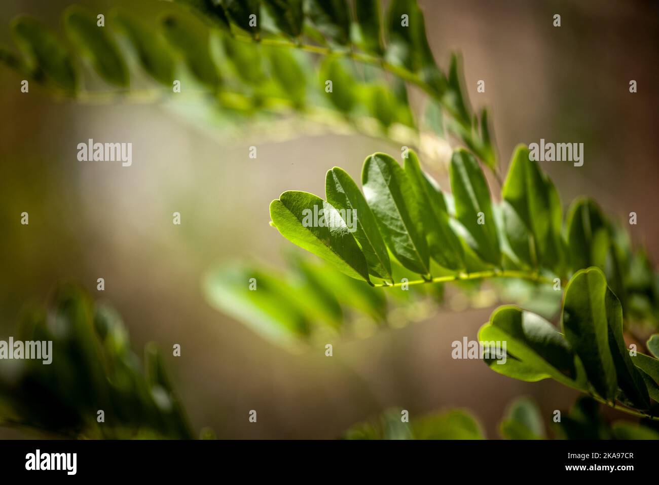 Picture of a branch and leaves of an European Acacia. Acacia, commonly ...