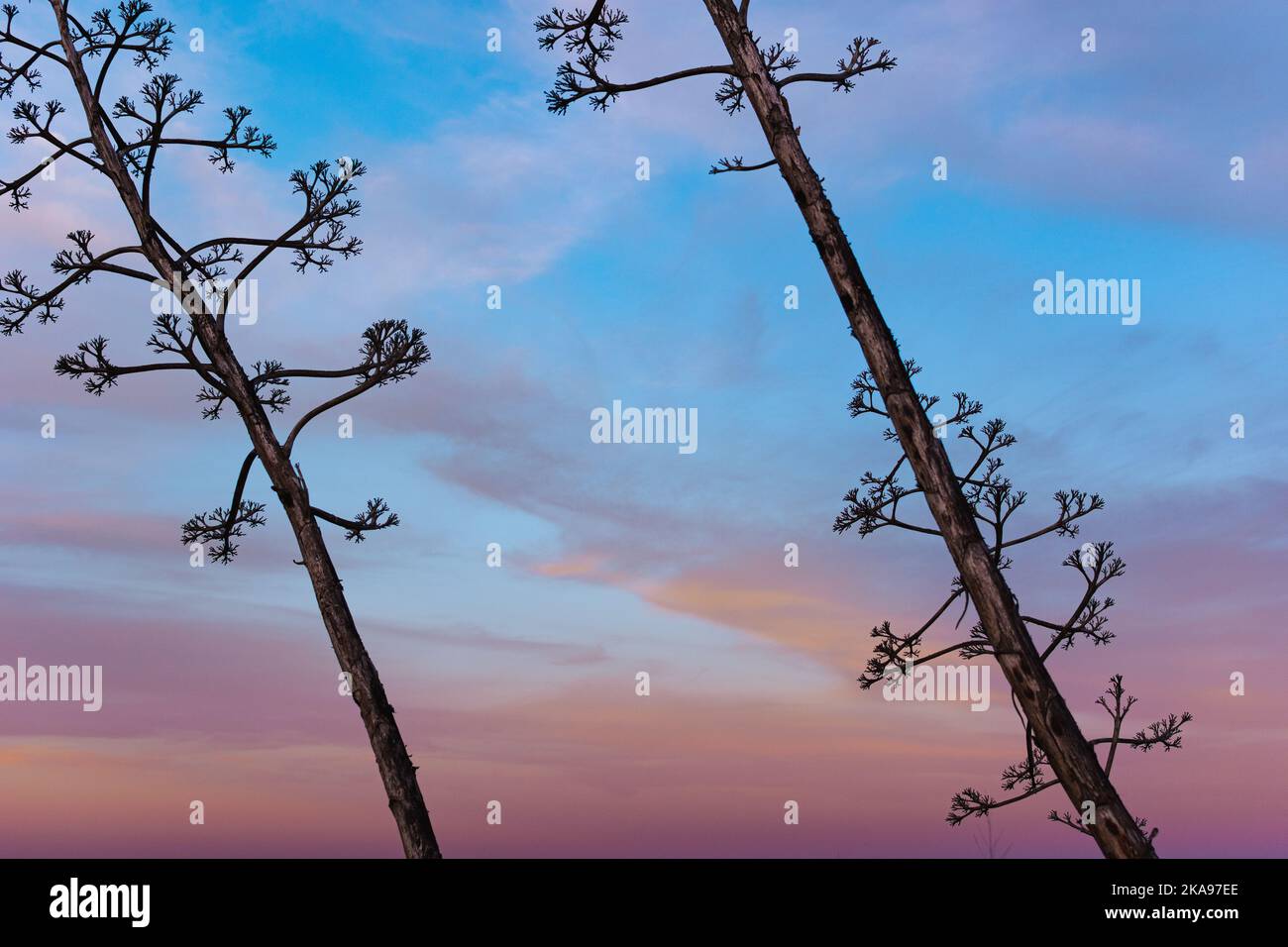 The Dry pine tree branches in the sunset background Stock Photo - Alamy