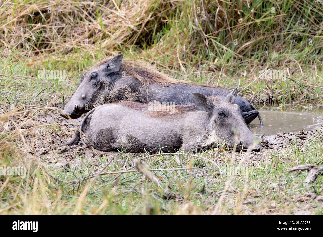 Common Warthog, Phacochoerus africanus; two adult warthogs lying in mud ...