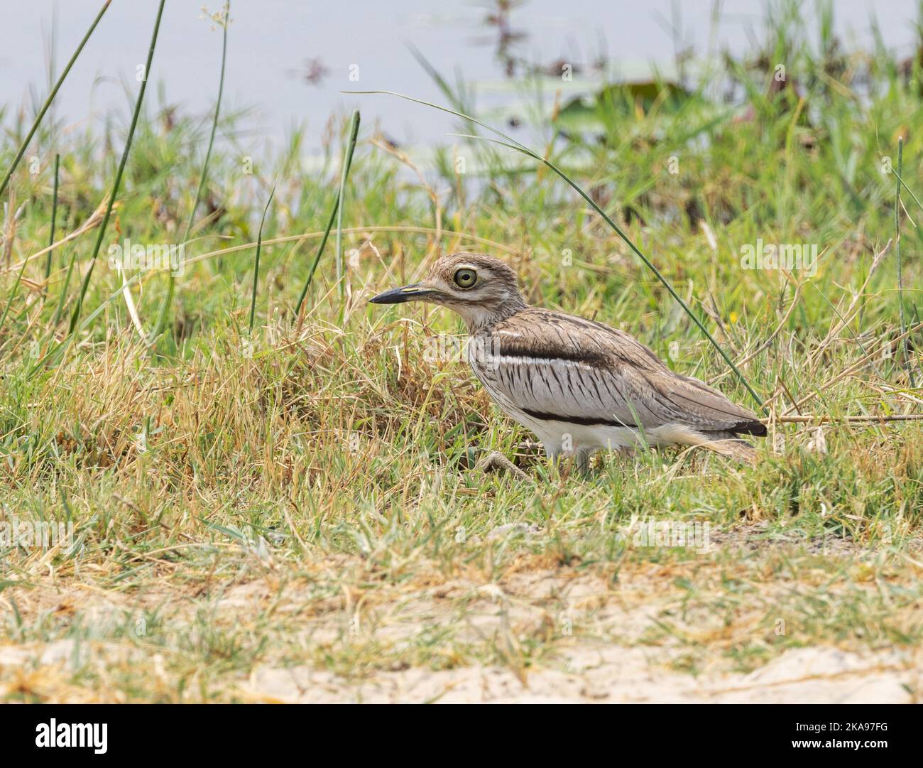 African birds hi-res stock photography and images - Alamy