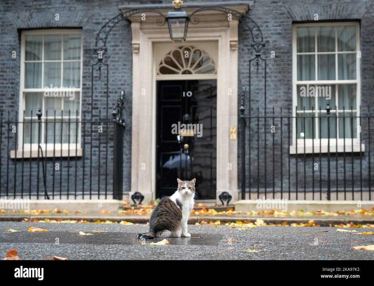 Larry the cat sits outside 10 Downing Street in Westminster, London ...