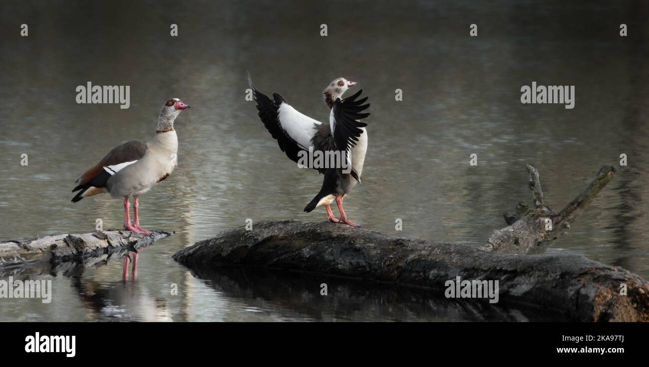 Egyptian geese at courtship dance Stock Photo - Alamy