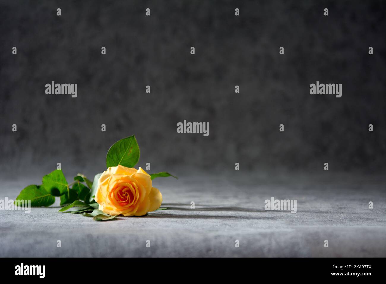 Single cream rose hi-res stock photography and images - Alamy