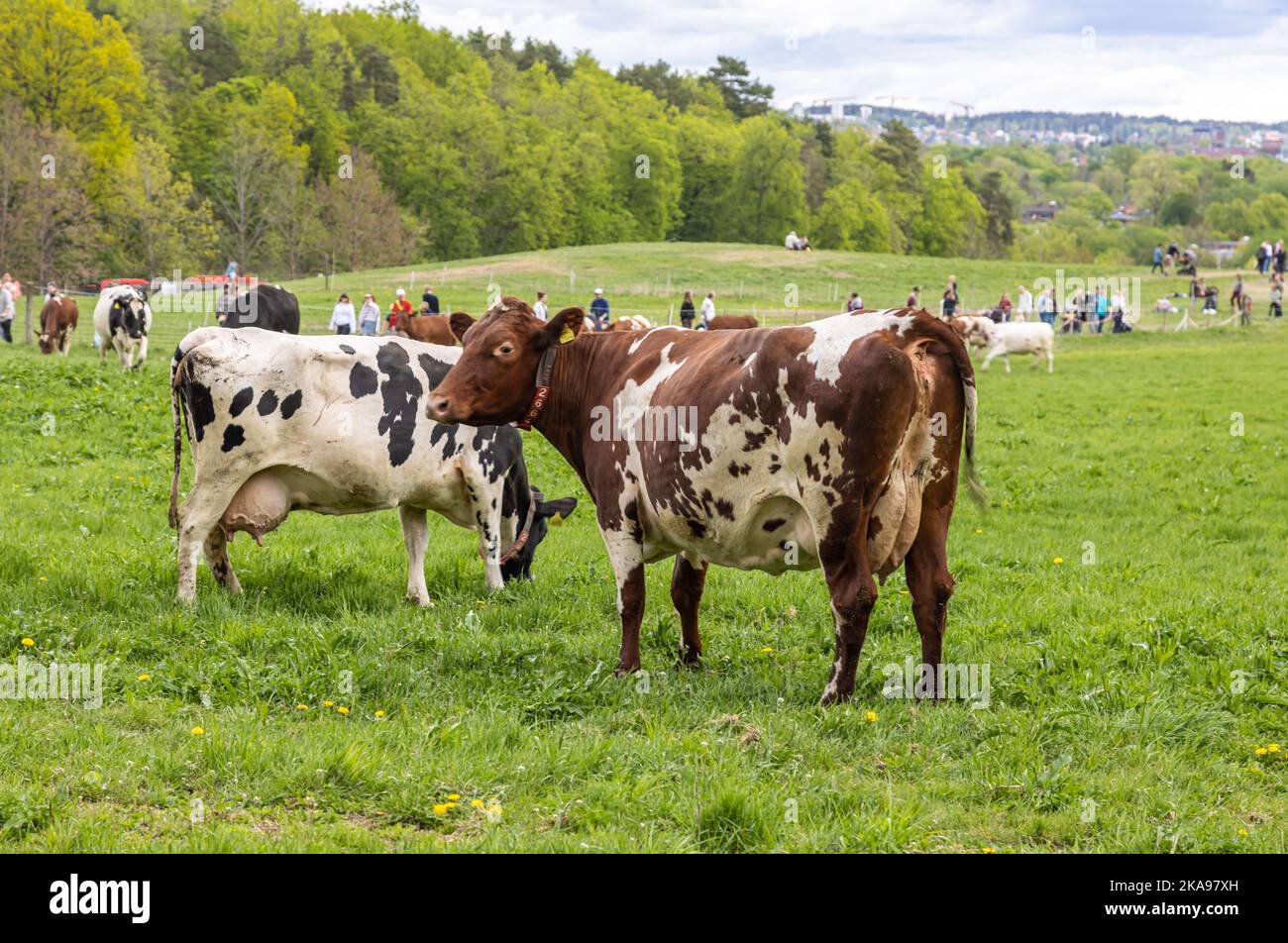 Kuslipp in the spring Kongsgarden Farm Bygdoy Oslo Norway Stock Photo ...