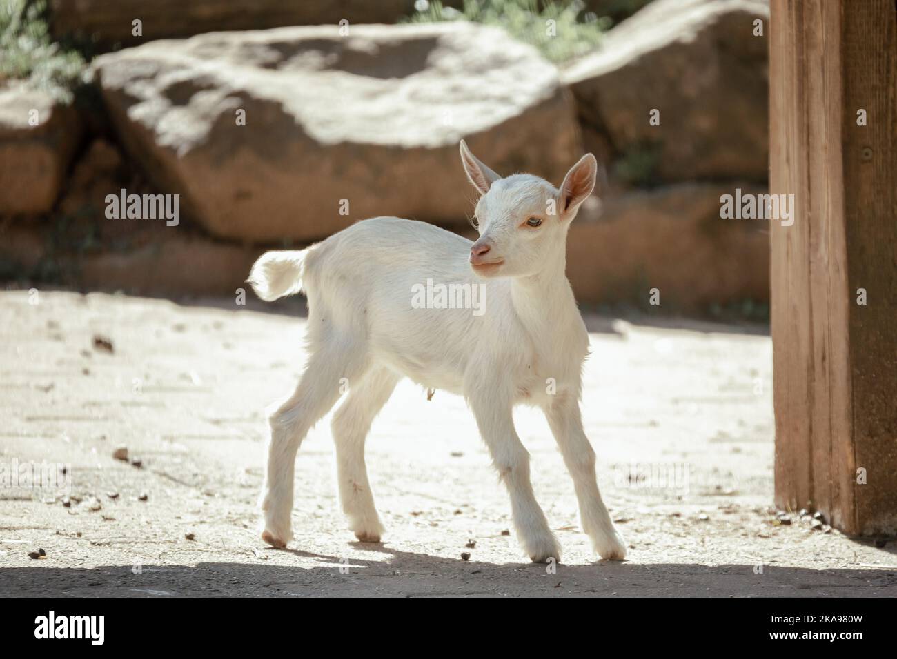 An adorable baby Saanen goat on the farm Stock Photo - Alamy
