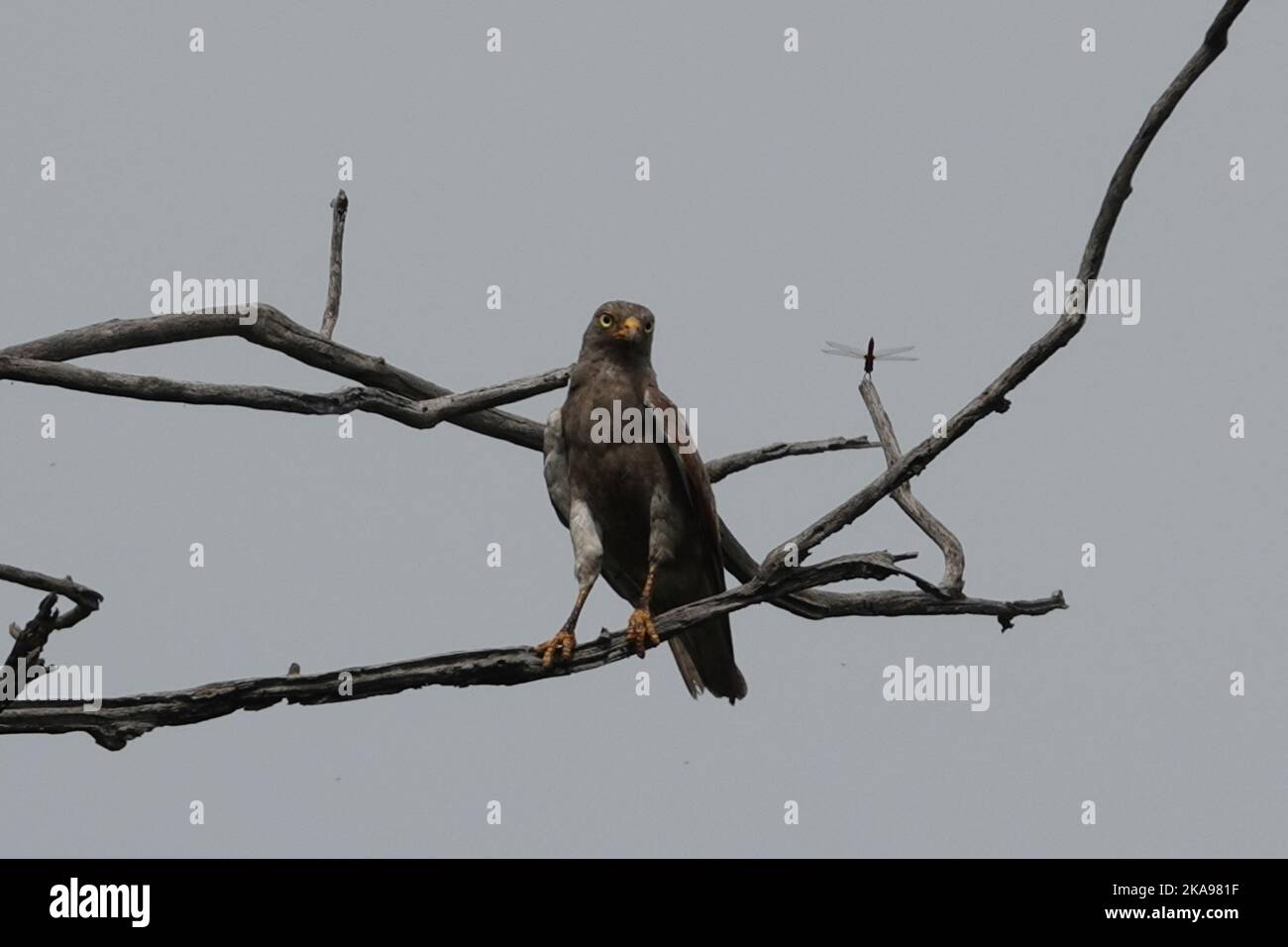 A bird perched on dry branches on a grey background Stock Photo - Alamy
