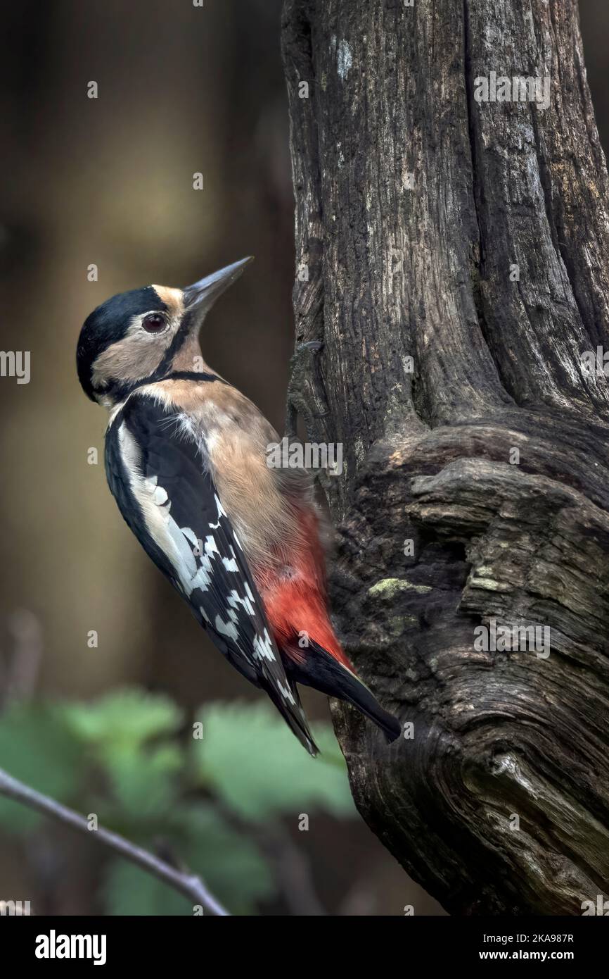 Greater spotted woodpecker feeding off old tree trunk Stock Photo - Alamy