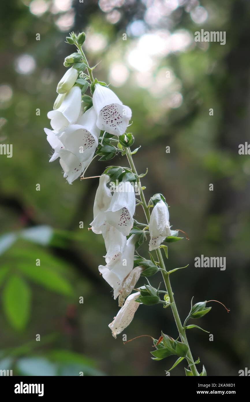 A vertical closeup of a white foxglove flower growing against green ...