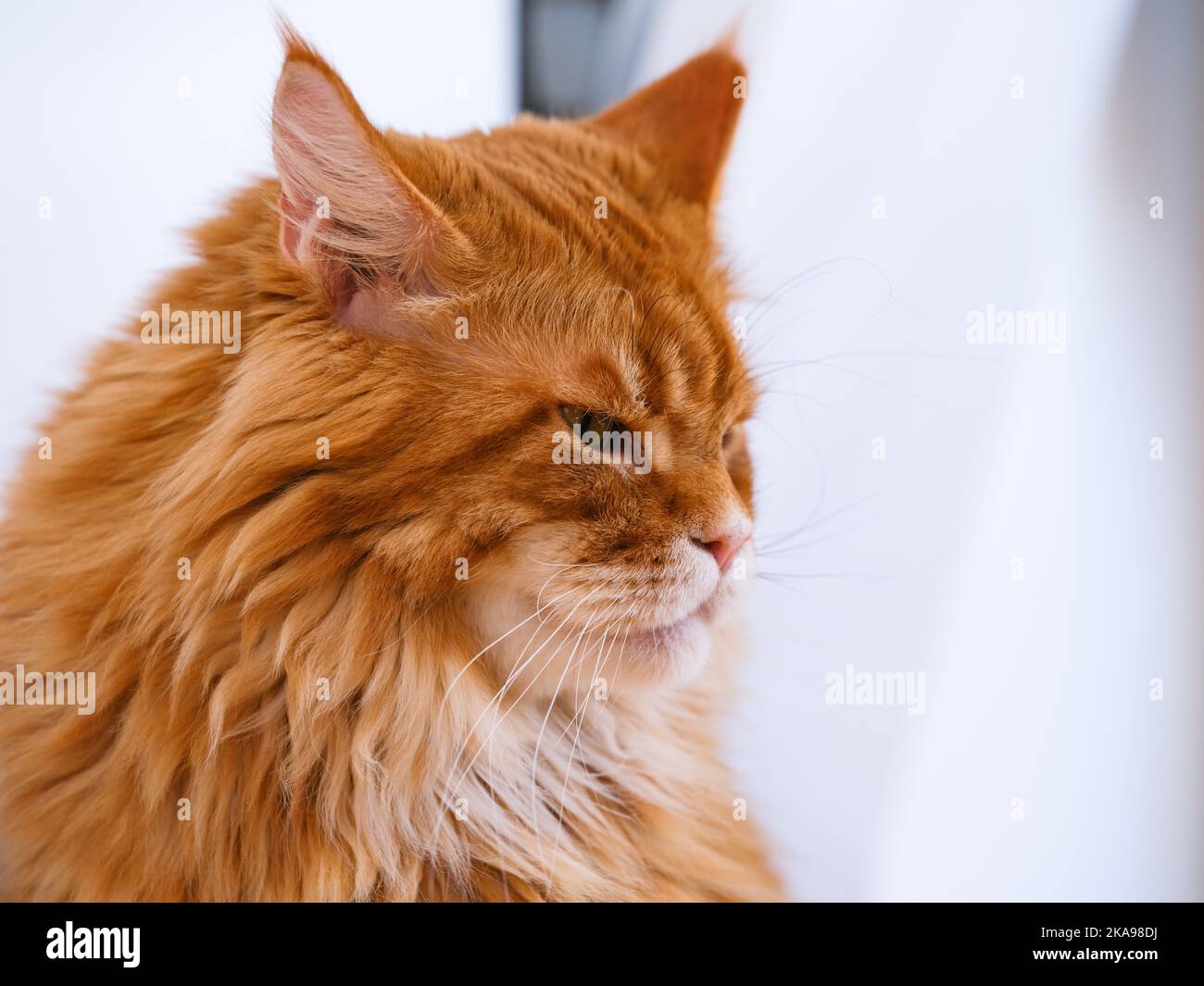 Profile of a ginger Maine Coon. Close-up Stock Photo - Alamy
