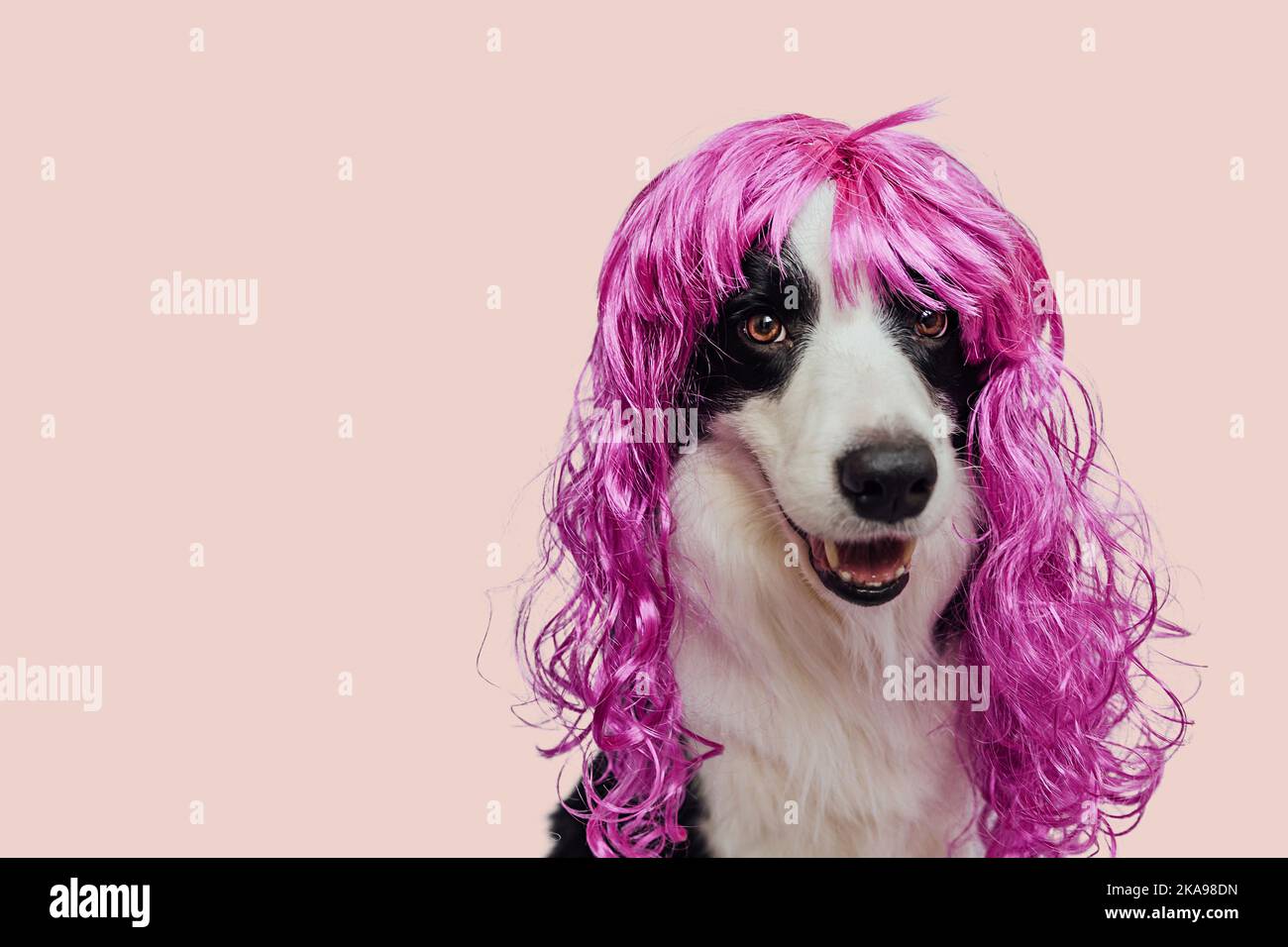 Pet dog border collie wearing colorful curly lilac wig isolated on pink ...