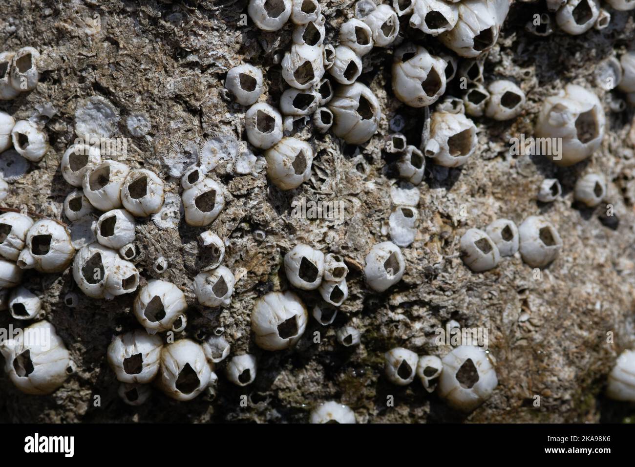 Horizontal photo of Barnacles on a rock Stock Photo - Alamy