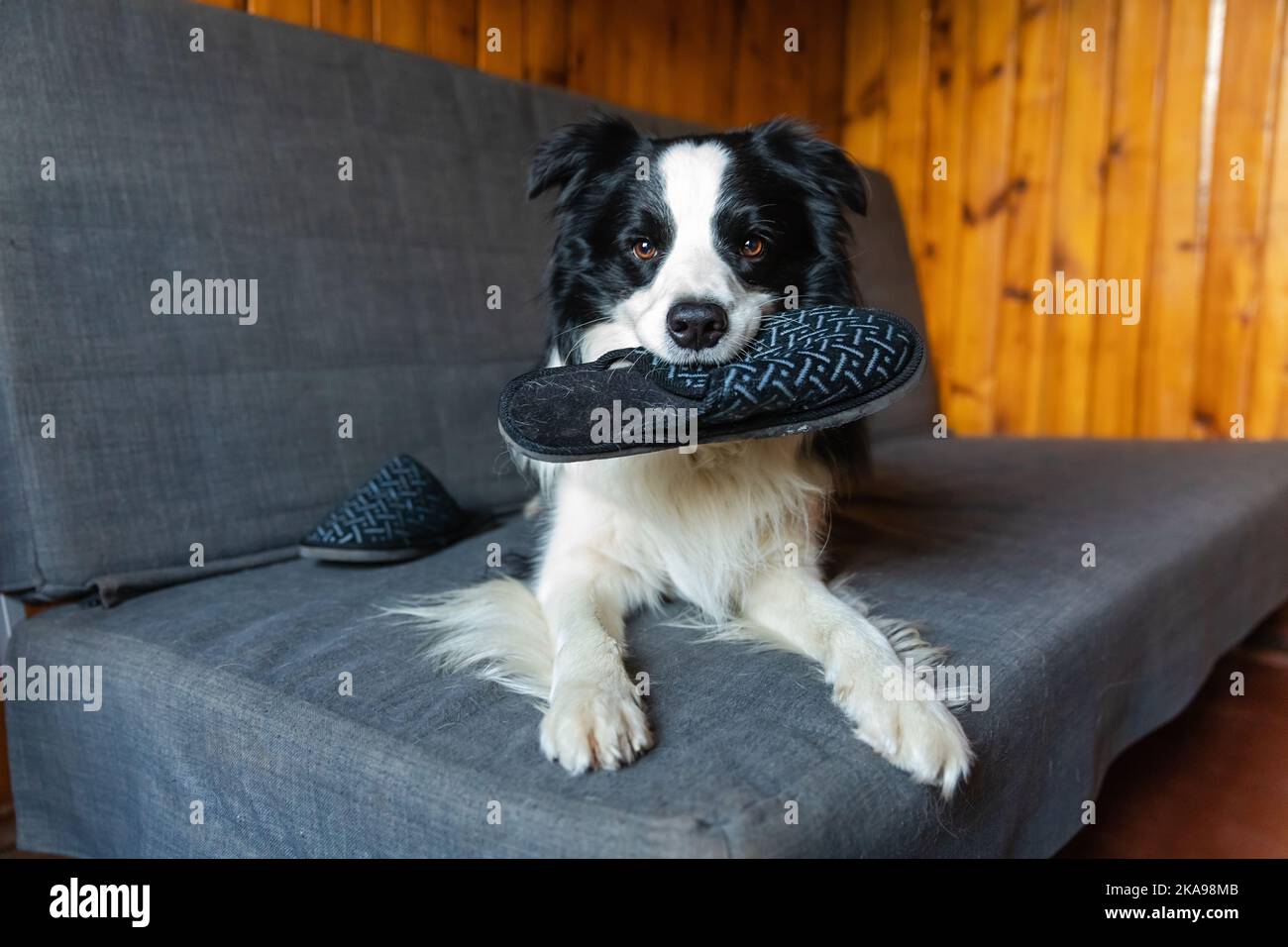 Naughty playful puppy dog border collie after mischief biting slipper ...