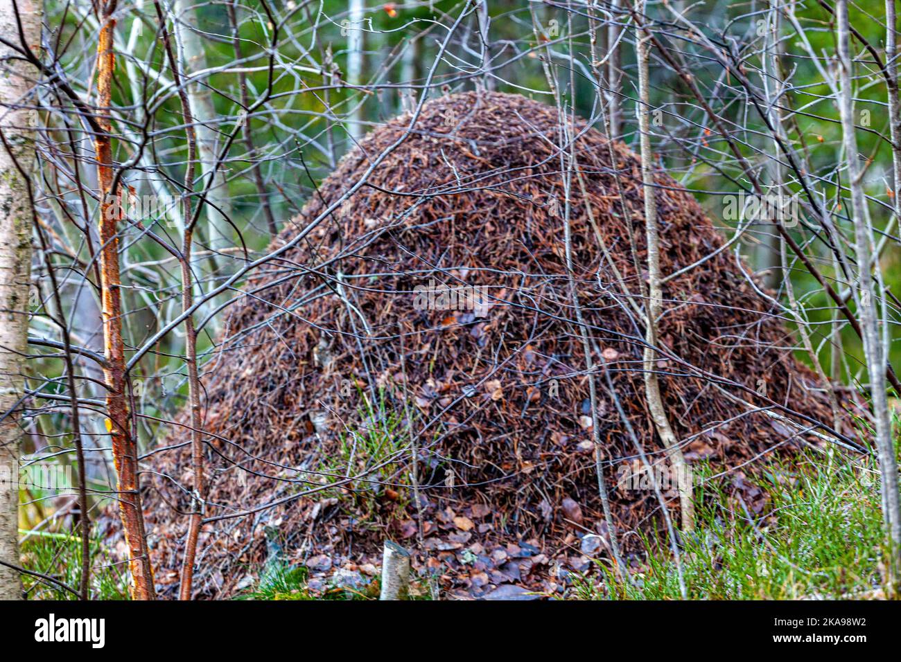 A closeup of the anthill in the forest Stock Photo - Alamy