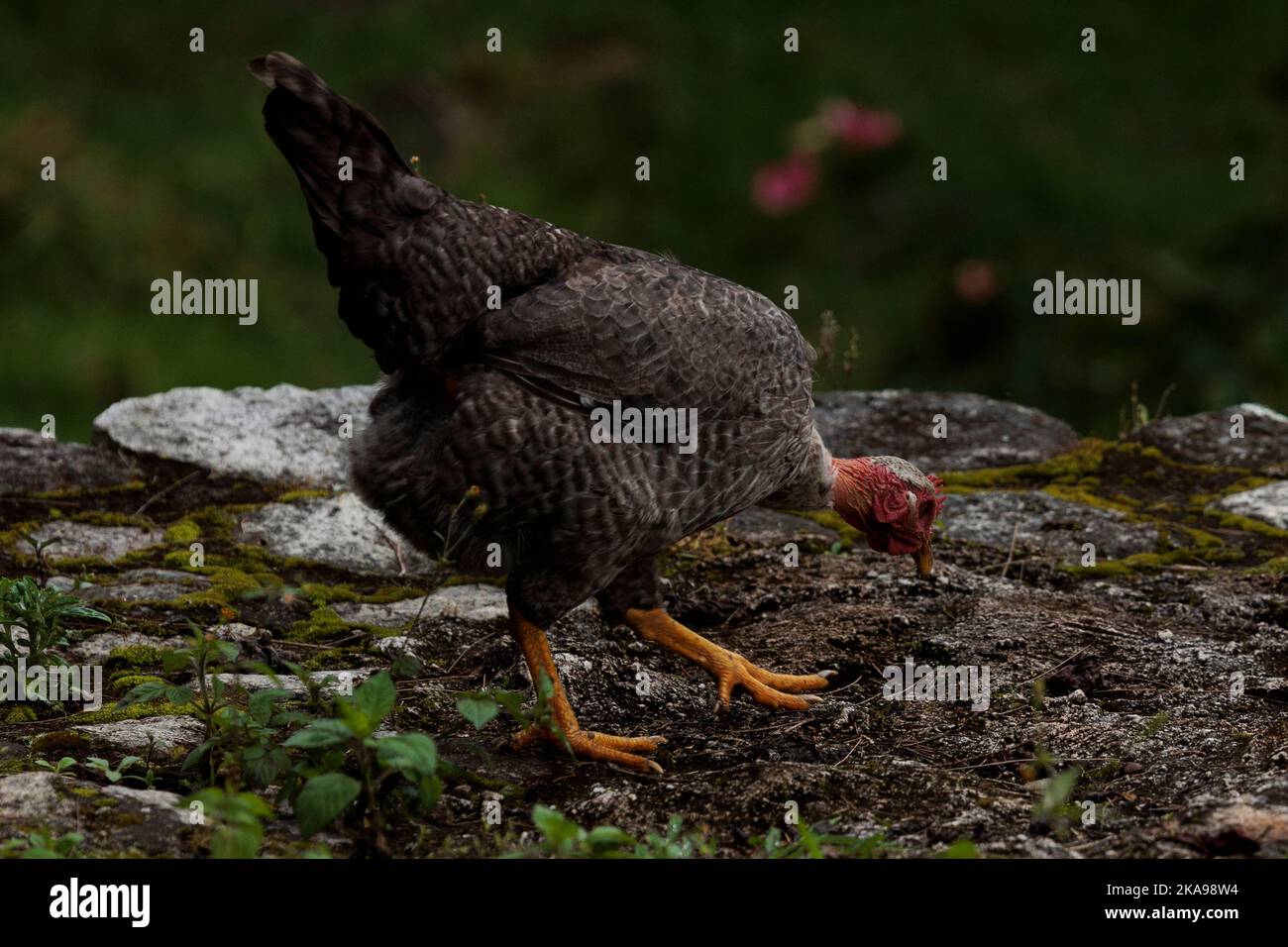 Featherless hi-res stock photography and images - Alamy