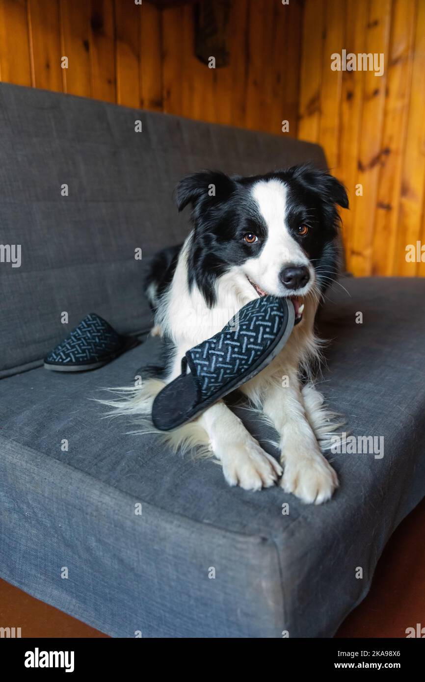 Naughty playful puppy dog border collie after mischief biting slipper ...