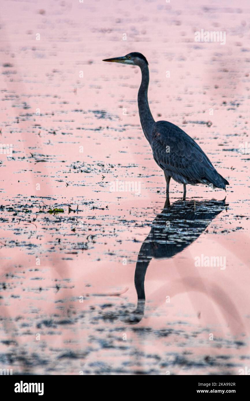 A vertical shot of a Grey heron bird in the river Stock Photo - Alamy