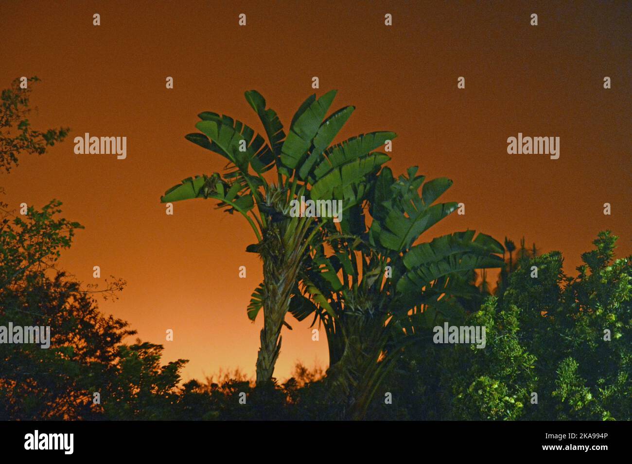 The tropical trees on an orange sunset background Stock Photo - Alamy