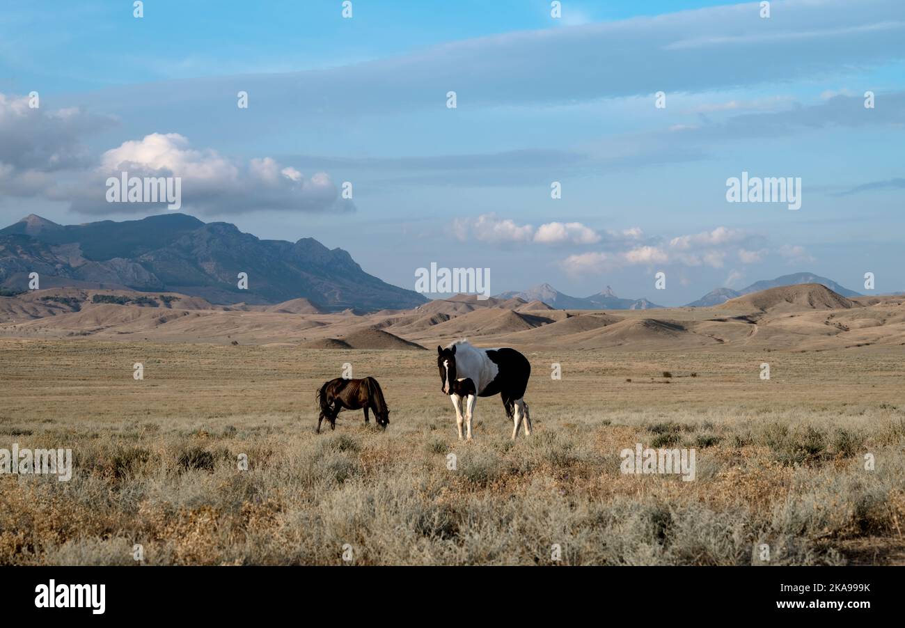 Wild horses graze in the field. Cloudy sky and mountains on background ...