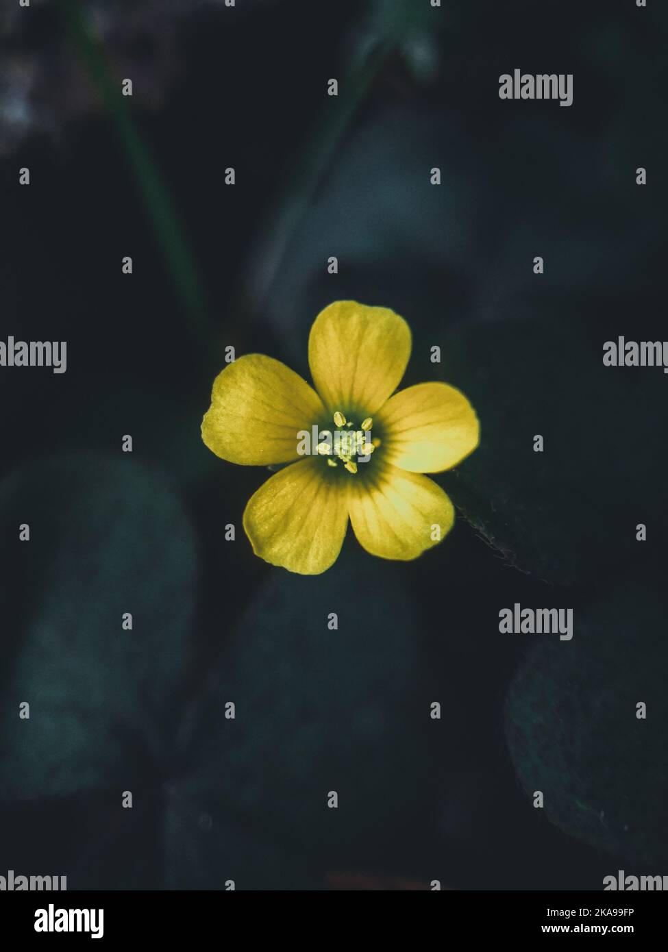 A vertical closeup of creeping woodsorrel, Oxalis corniculata in the ...