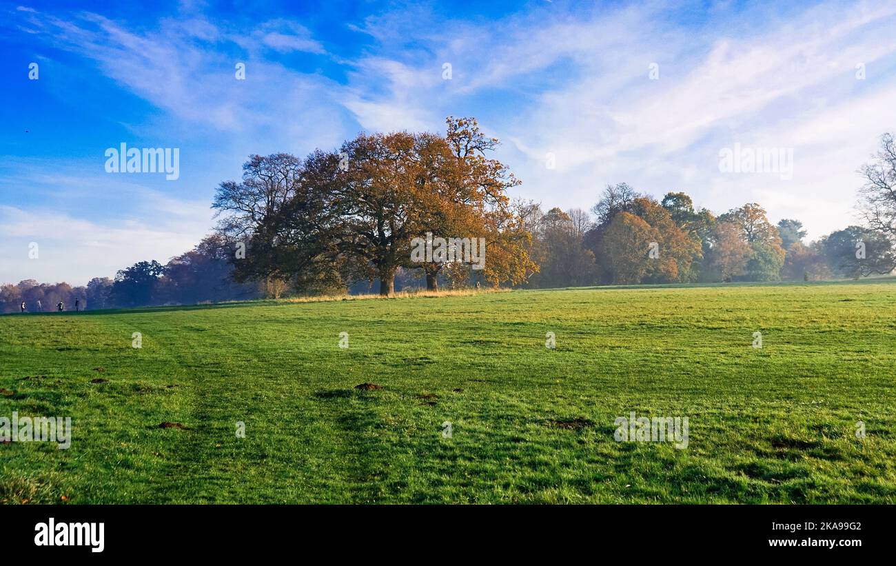 A beautiful view of a tree in a green field Stock Photo - Alamy