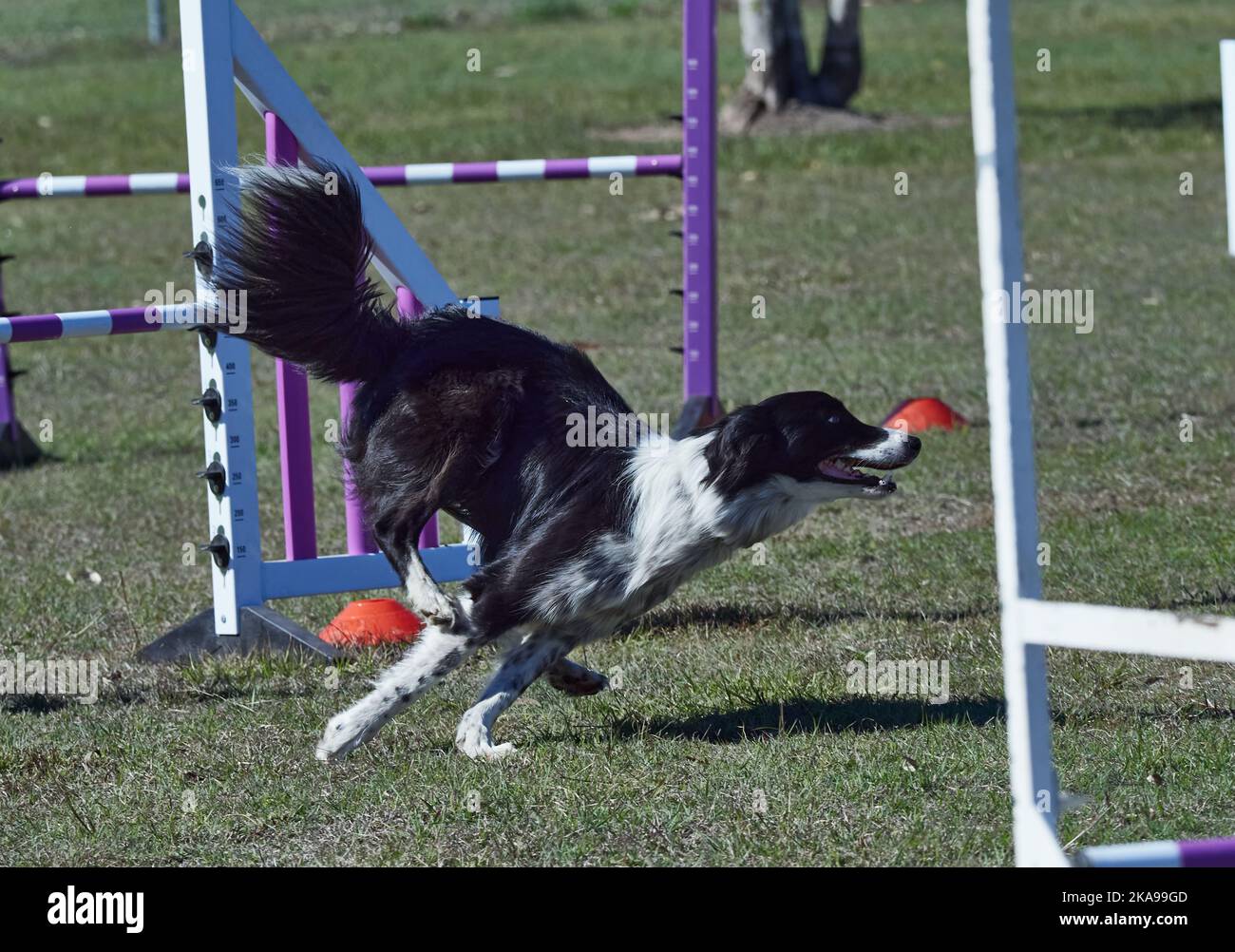 Many obstacles on a dog agility field . Dogs moving quickly from one ...