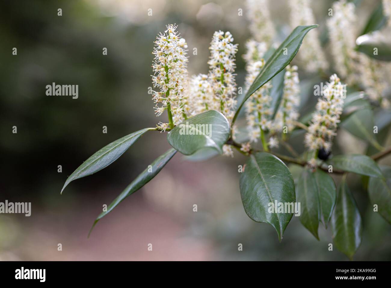 A closeup of Cherry laurel flowers on blurred background in Csacsi ...