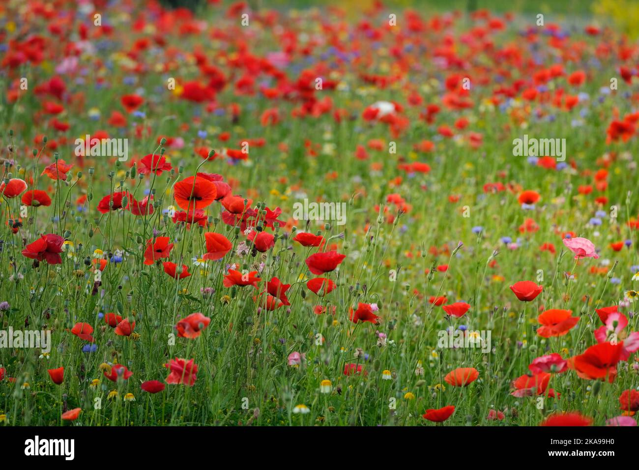 A beautiful shot of a field of red poppies Stock Photo - Alamy